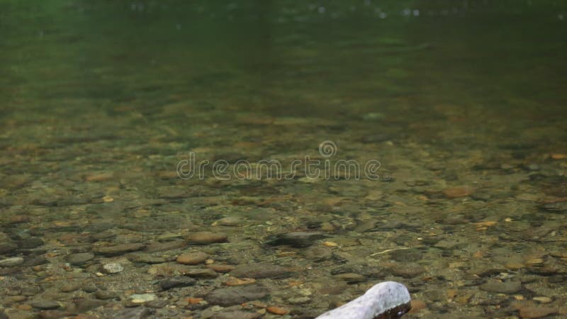 Closeup of a Transparent Shallow River with Rocks Stock Video - Video ...