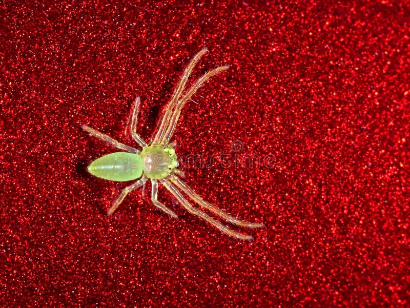 Transparent Spider on Red Background Stock Image - Image of fear ...