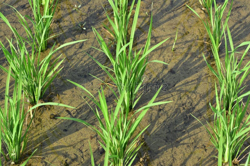 Transplanted Rice Seedlings Stock Image - Image of alternative ...