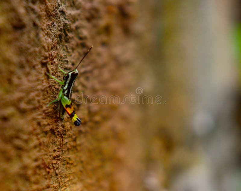 Closeup of Traulia Grasshopper on a Brown Surface. Stock Image - Image ...