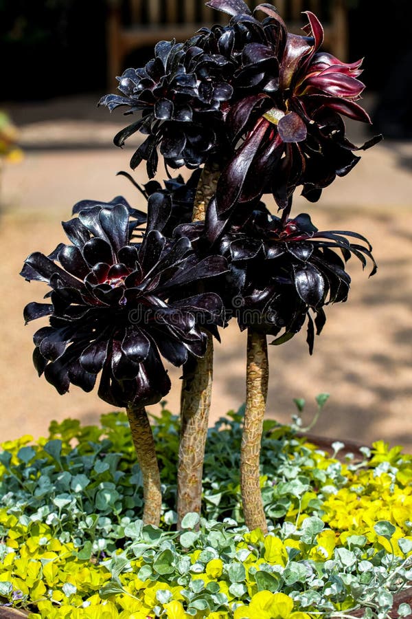 Closeup of the Tree Aeonium Stock Photo - Image of outdoor, color ...