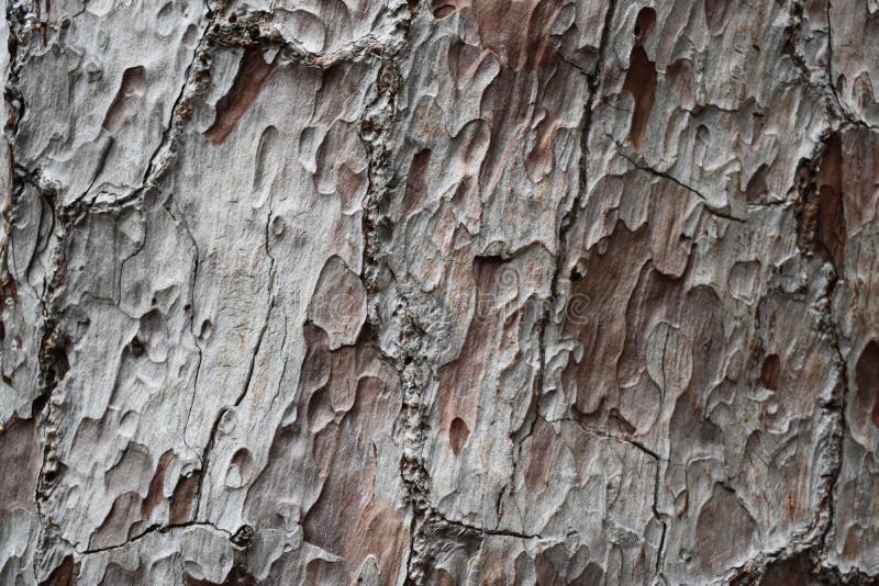 Closeup of a Tree Bark from a Big Brown Tree Stock Photo - Image of ...