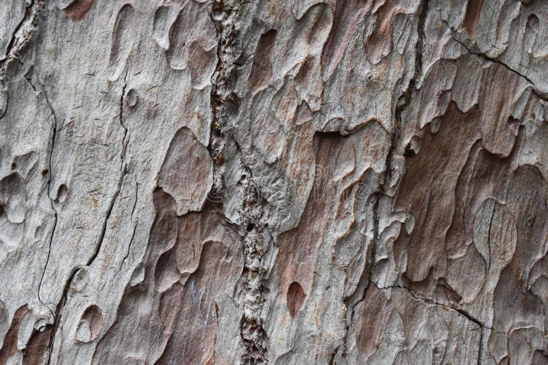 Closeup of a Tree Bark from a Big Brown Tree Stock Photo - Image of ...