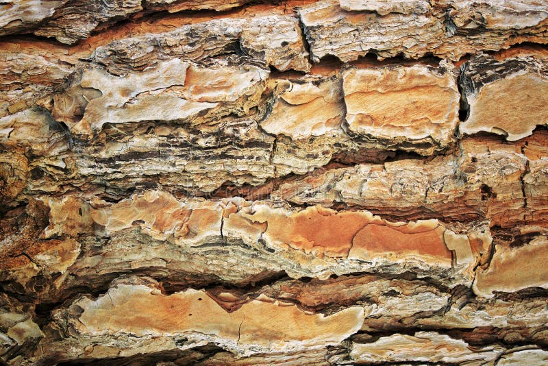 Closeup of tree bark stock photo. Image of wallpaper - 207613736