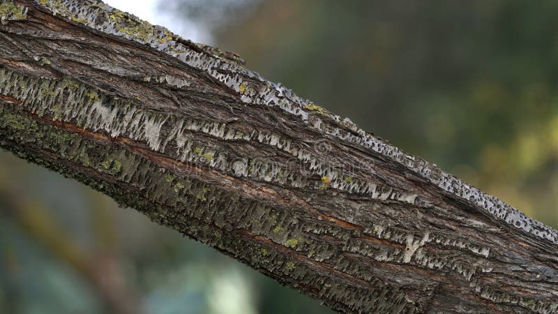 Closeup of the Tree Bark,cortex. Stock Photo - Image of barkcortex ...