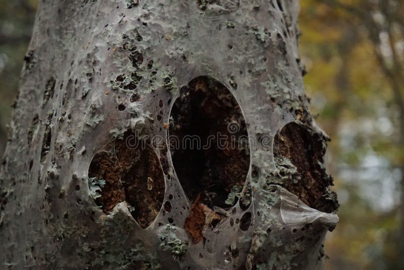 Closeup of Tree Bark Covered in Web Stock Image - Image of scenery ...