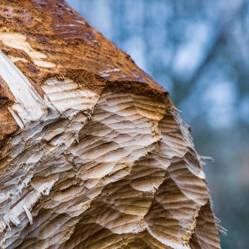 Closeup of Tree Bark with Cuts on it Under the Sunlight with a Blurry ...