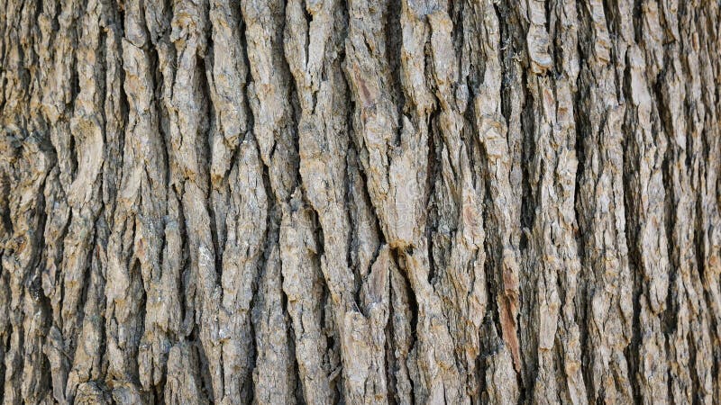 Closeup of Tree Roots with Moss on Forest Stock Photo - Image of hazy ...