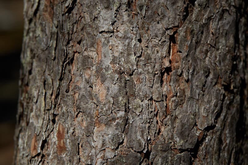 Closeup of Tree Bark on Large Old Tree Stock Photo - Image of nature ...