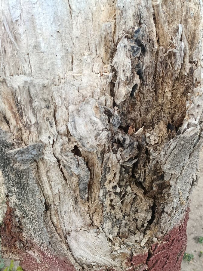 BARK of TREE stock photo. Image of forest, tree, brown - 364116634