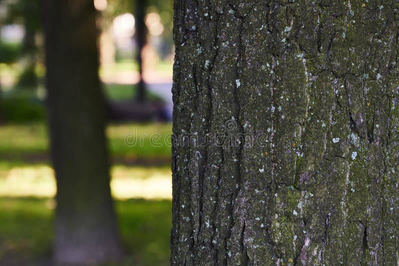 Closeup of Tree Bark Shows Intricate Textures with a Blurred Serene ...