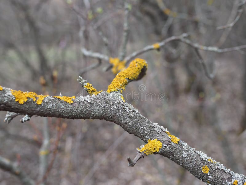 Closeup of a Tree Bark Texture with Moss. Red Moss on a Tree. the Bark ...
