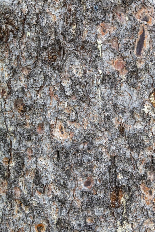Closeup Embossed Tree Bark Texture for Background or Overlay Stock ...