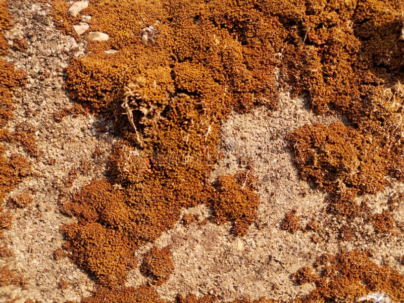 Moss texture background. stock image. Image of grunge - 145062497