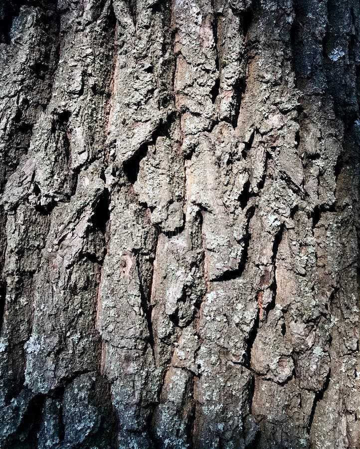 Tree Bark Lighted by Sun Rays. Stock Photo - Image of aged, detail ...