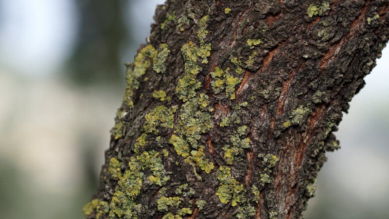 Tree Barkcortex Stock Photos - Free & Royalty-Free Stock Photos from ...