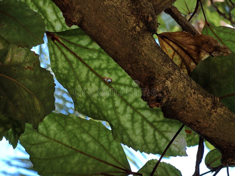 Closeup of a Tree Branch with Bright Green Leaves Stock Image - Image ...