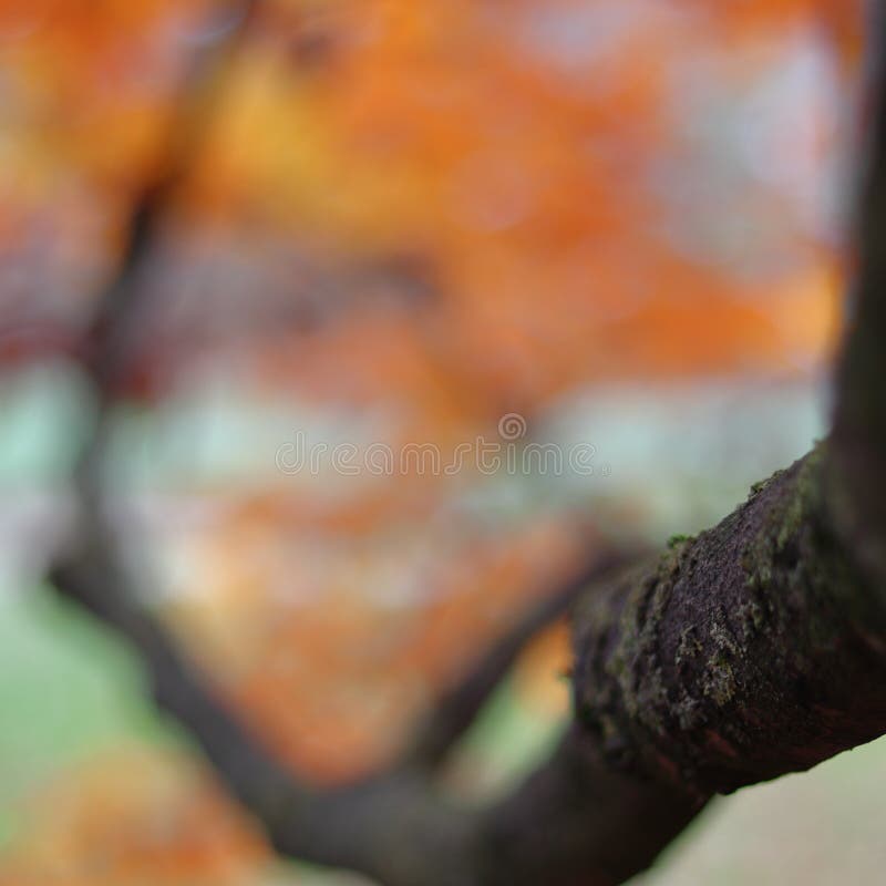 Closeup of a Tree Branch with a Colorful Blurry Background - a Cool ...