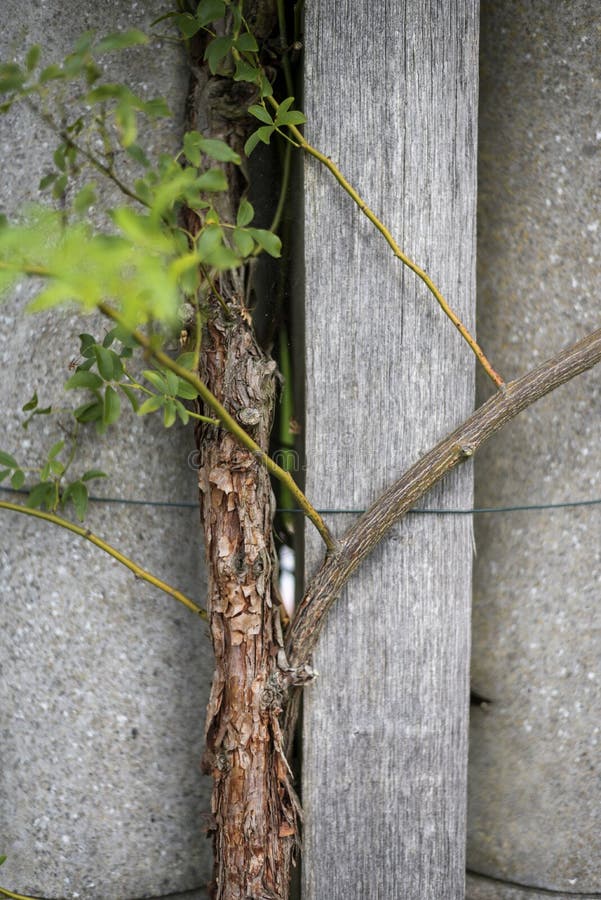 Closeup of a Tree Branch with Green Leaves on the Wall - a Cool Picture ...