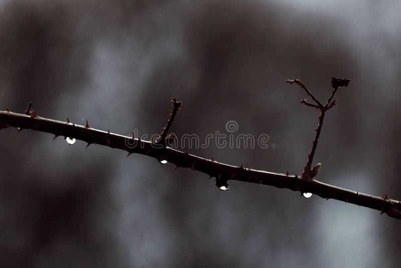 Closeup of a Tree Branch after Rain Stock Image - Image of plant ...