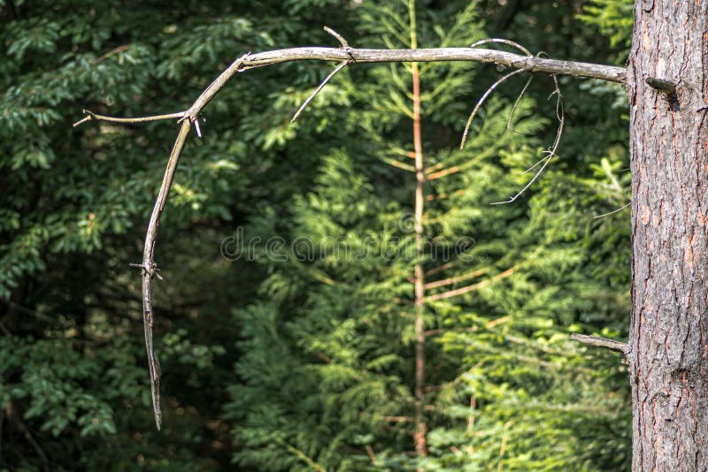 Closeup of a Tree Branch Surrounded by Evergreens in a Forest Under the ...