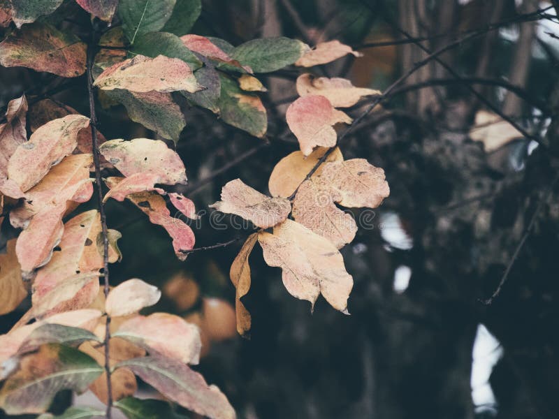 Closeup of Tree Branches with Autumn Leaves Stock Image - Image of ...
