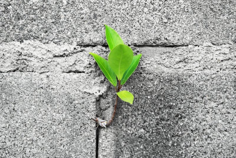 Closeup of Tree Spinach or Chaya Plants Stock Image - Image of shrub ...