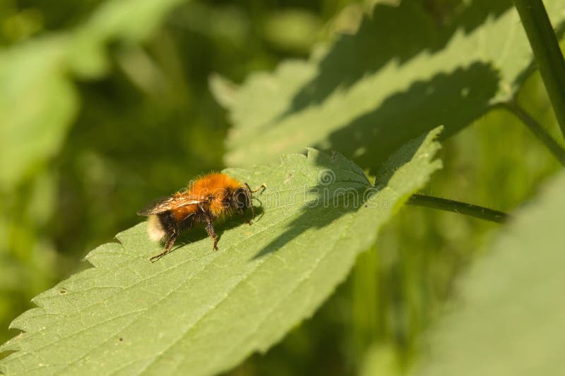 Closeup of a Tree Bumblebee on a Big Leaf Surface Under Sunlight Stock ...
