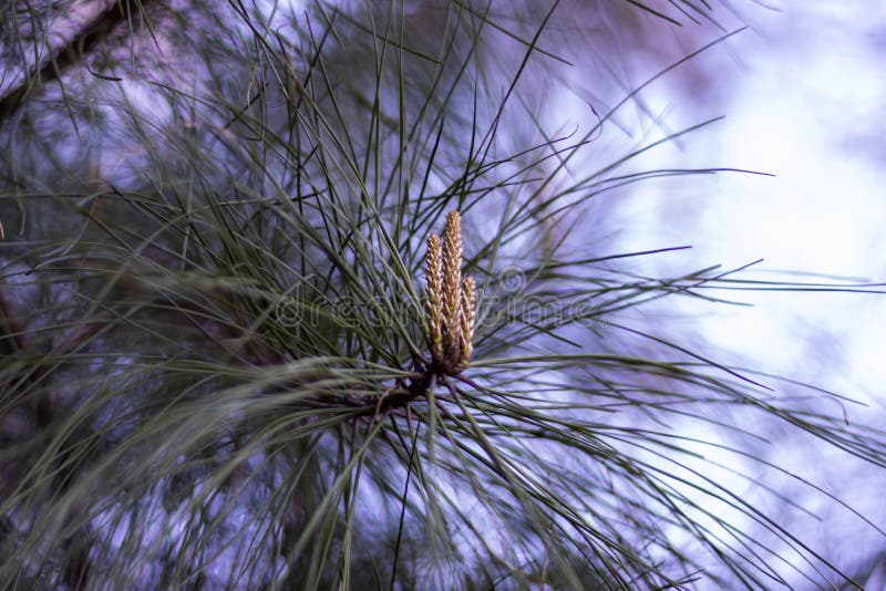 Closeup of Tree Cone and Leaves Stock Image - Image of pine, closeup ...