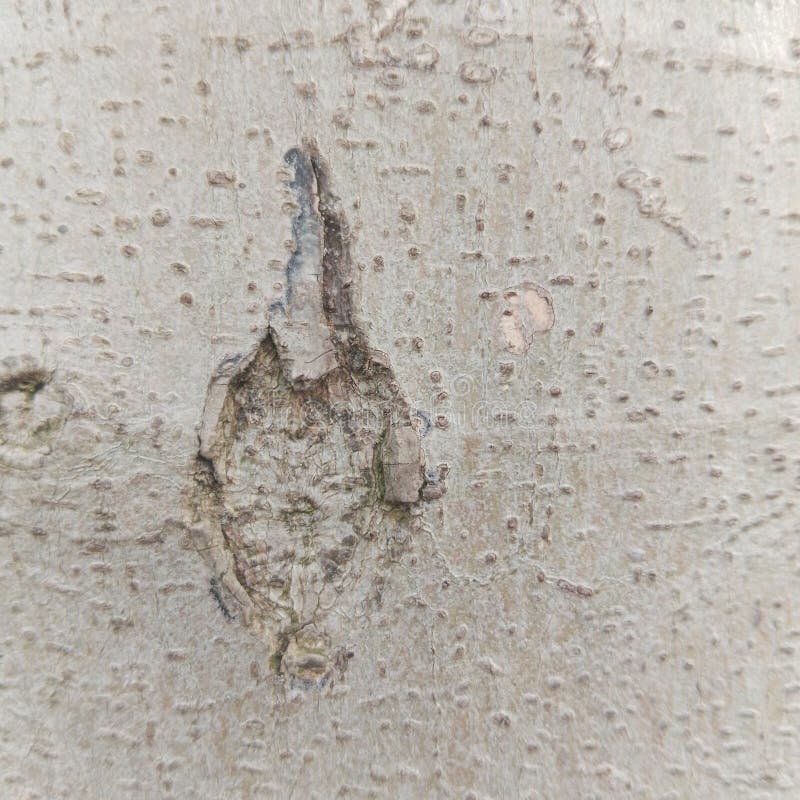 Closeup of a Tree, Cracks in a Tree, Wood Texture Stock Photo - Image ...