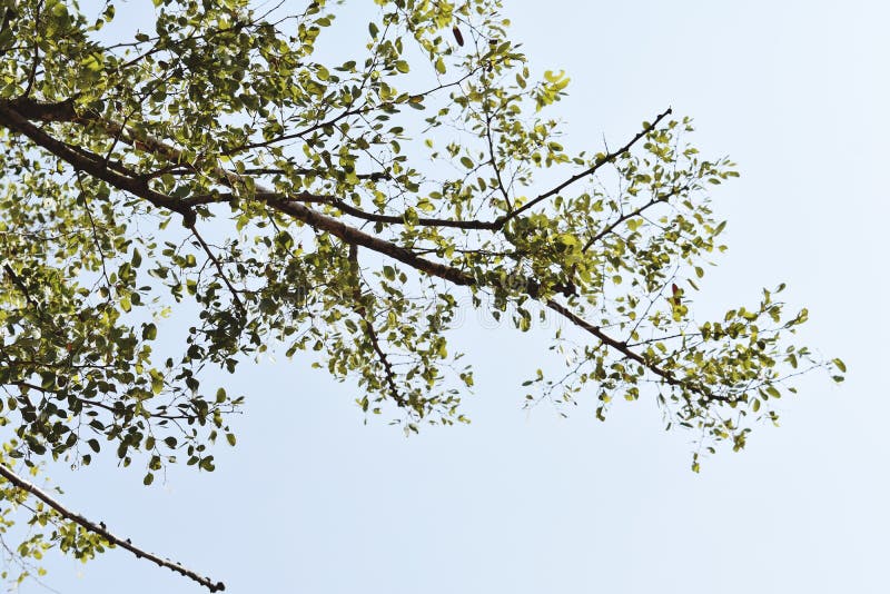 Snap of a tree stock photo. Image of tree, outdoor, agreeculture ...