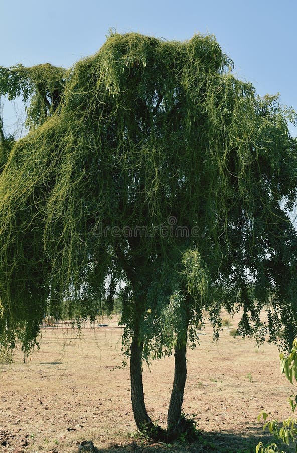 Snap of a tree stock photo. Image of forest, outdoor - 223927788