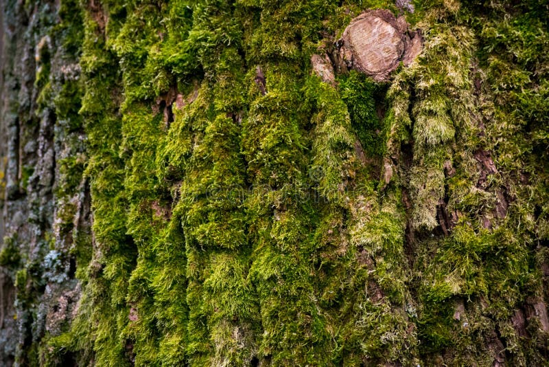 Mossy Tree Log Bark in a Forest Nature Colorful Stock Photo - Image of ...