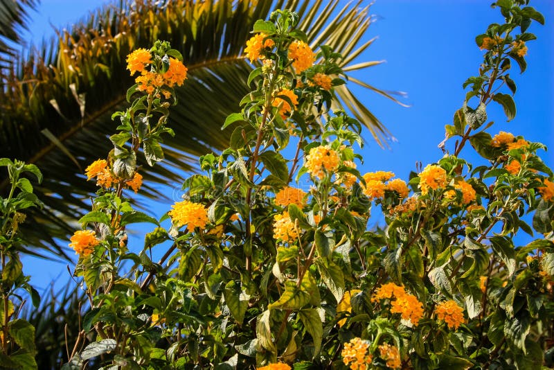 Colors of Israel stock image. Image of grass, outdoors - 114415837
