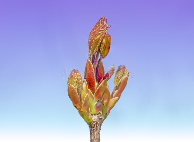 Closeup of Tree Leaf Buds Clustered on the End of a Branch Stock Image ...