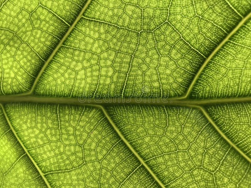 Closeup of Tree Leaf, Tree Leaf Pattern, Macro Tree Leaf Texture Stock ...