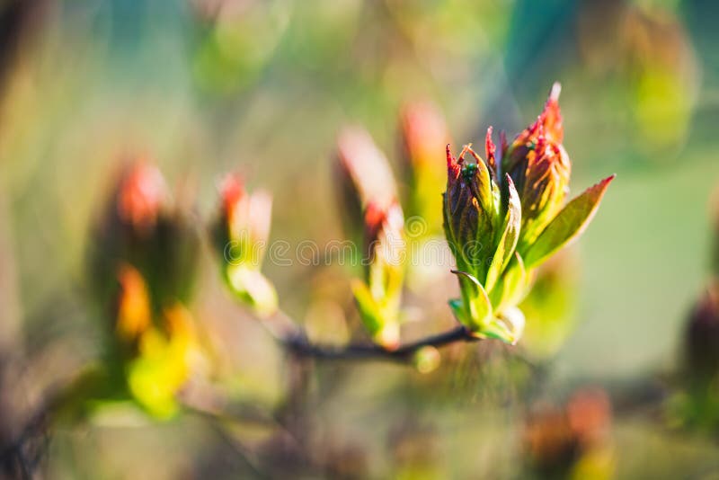 Closeup of Tree Leaves Sprouting from Buds in Spring Stock Image ...