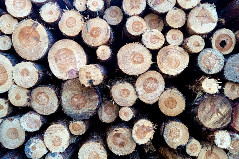 Closeup of Tree Lumber on Each Other Under the Sunlight at Daytime ...