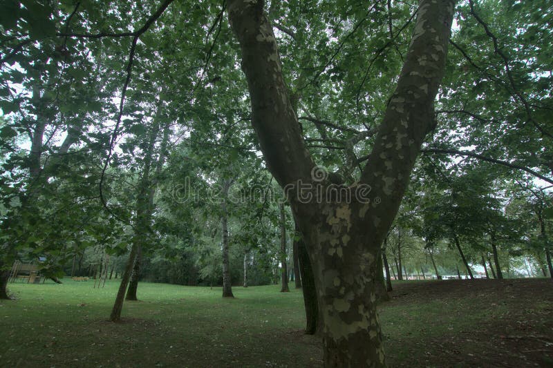 Closeup of a Tree that Makes a Canopy with Its Branches Stock Photo ...
