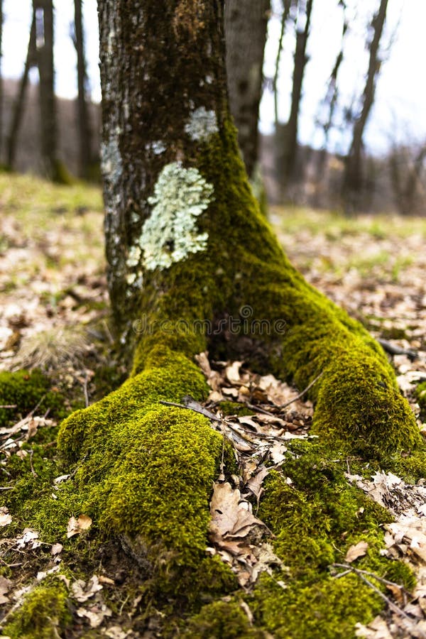 Closeup of Tree Roots with Moss on Forest Stock Photo - Image of hazy ...