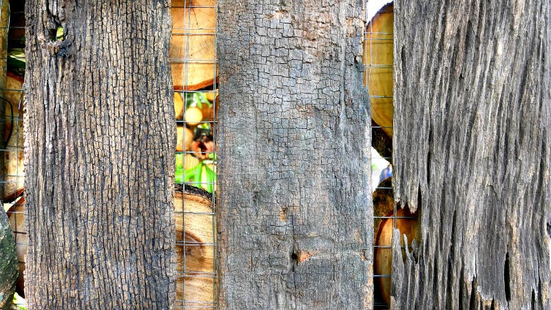 Tree Planks with Bark Decorated on Wall Stock Image - Image of closeup ...