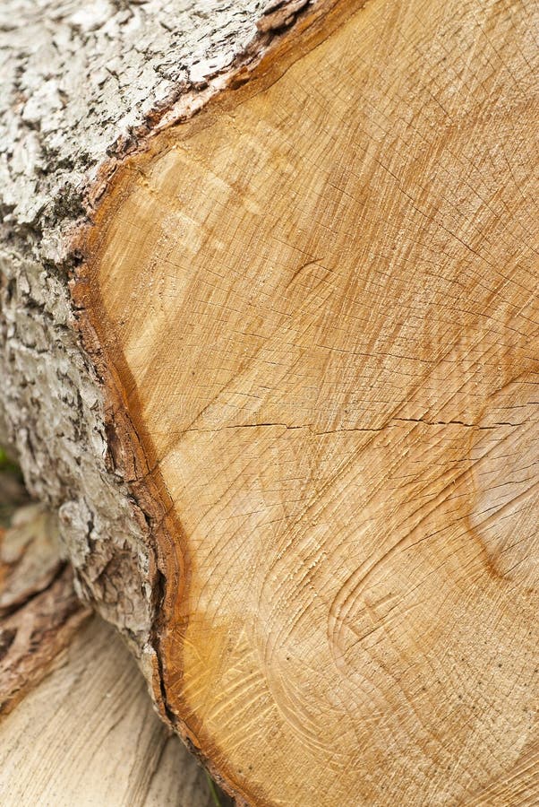 Closeup of Tree Rings on a Log Stock Photo - Image of texture, details ...