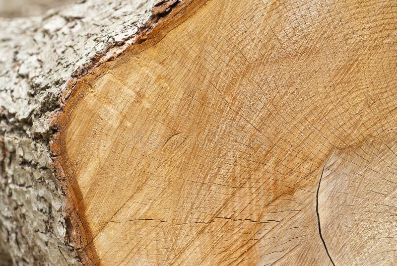 Closeup of Tree Rings on a Log Stock Image - Image of details, wood ...