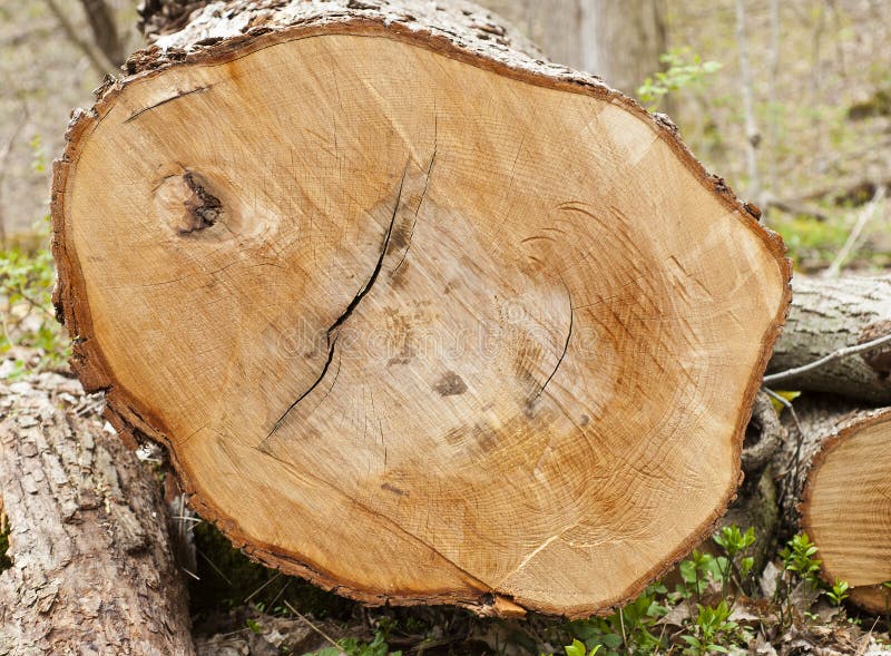 Closeup of Tree Rings on a Log Stock Photo - Image of background, macro ...