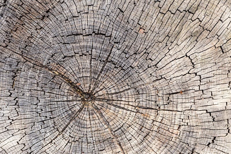 Closeup of Tree Rings and Texture Stock Image - Image of ring, forest ...