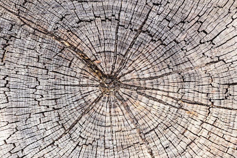Closeup of Tree Rings and Texture Stock Photo - Image of adjacent ...