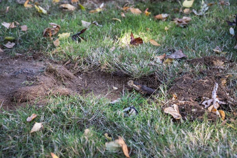 Closeup of Tree Root in a Grass Lawn that Has Been Ground Up To Reduce ...