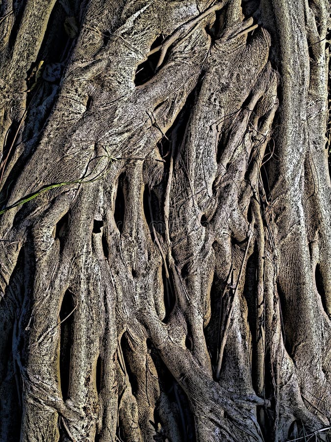 Closeup Tree Root Under Sunlight Stock Image - Image of trunk ...