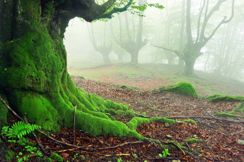 Closeup of Tree Roots with Moss on Forest Stock Photo - Image of hazy ...