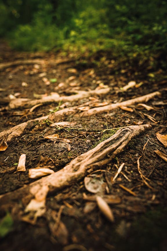 Closeup of Tree Roots Over the Ground in a Park Stock Photo - Image of ...